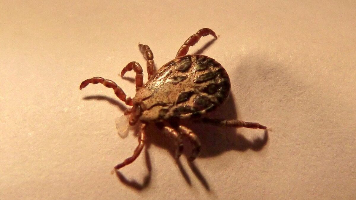 La picadura de esta garrapata aumenta los casos de alergia a la carne ...