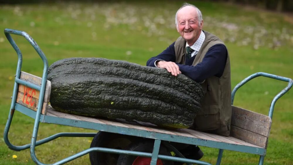 Record-breaking giant vegetables grown by an English farmer