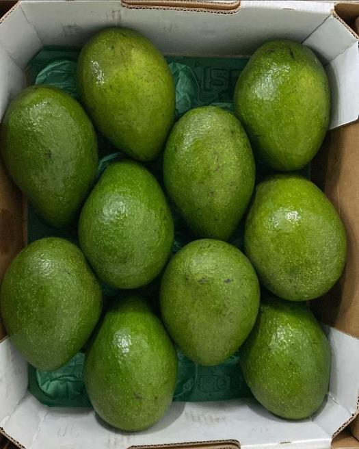New species of giant avocado emerges in Australia - Tapas
