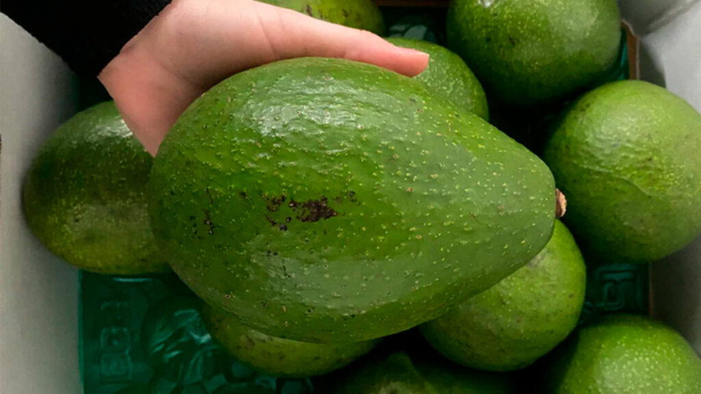 New species of giant avocado emerges in Australia - Tapas
