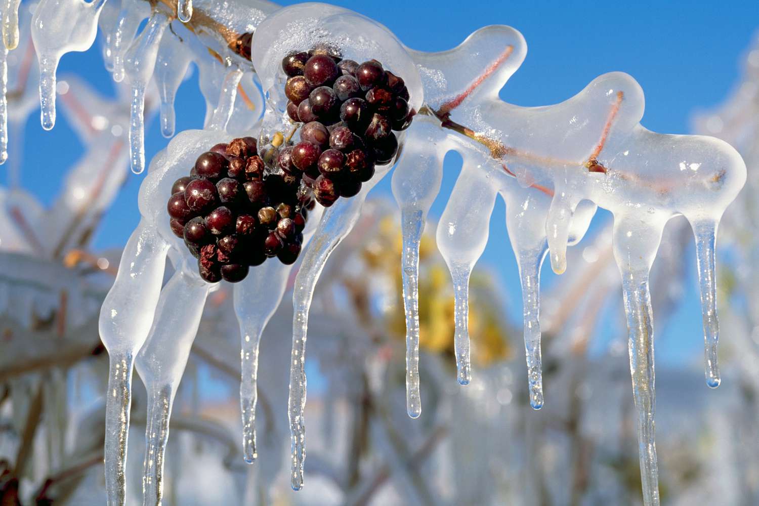 What are ice wines like? - Tapas